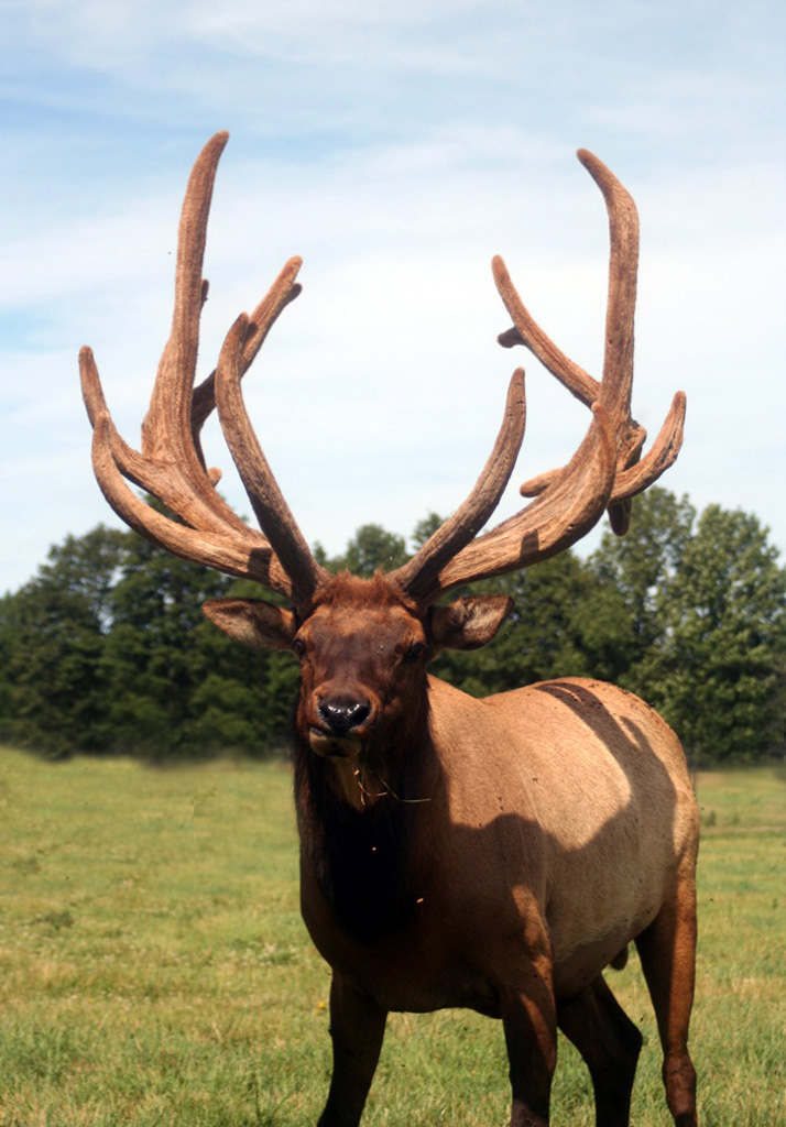 Grand Slam Adventures - Trophy Red Stag and Elk